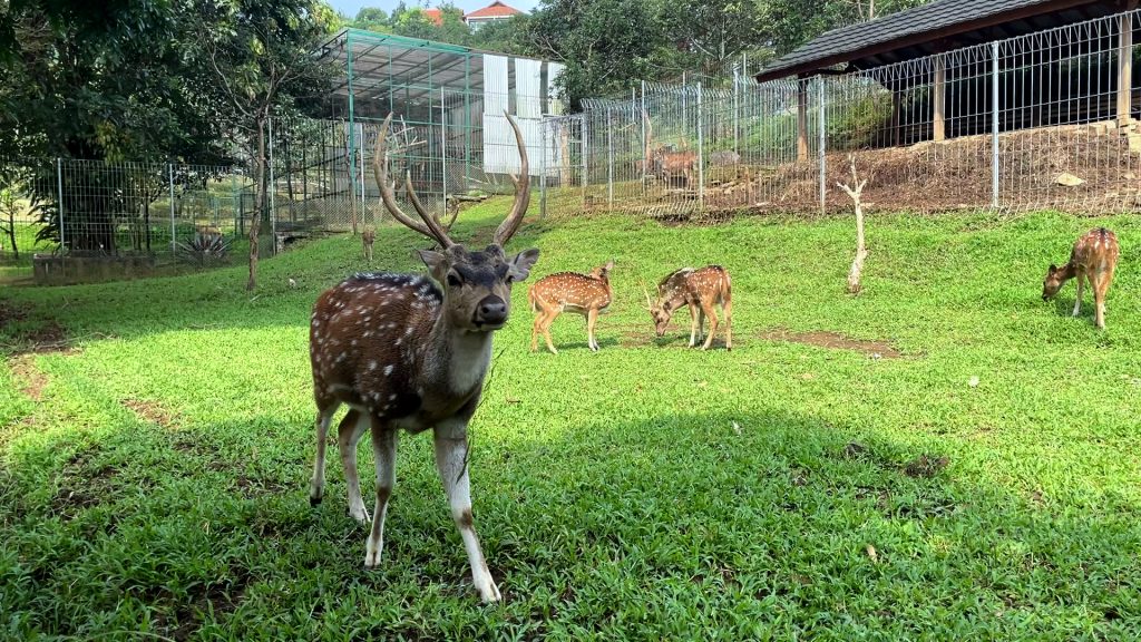 Mini Zoo – Alam Ngariung Resort